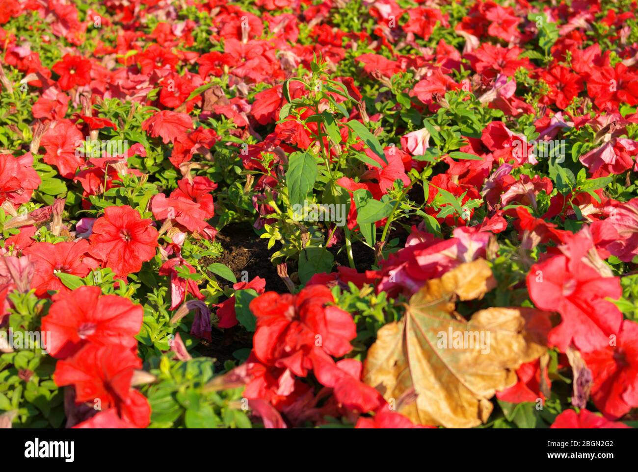 red little flowers Stock Photo - Alamy