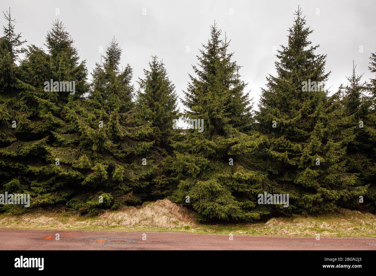 The trees of the Thuringian Forest, in the state of Thuringia, Germany ...