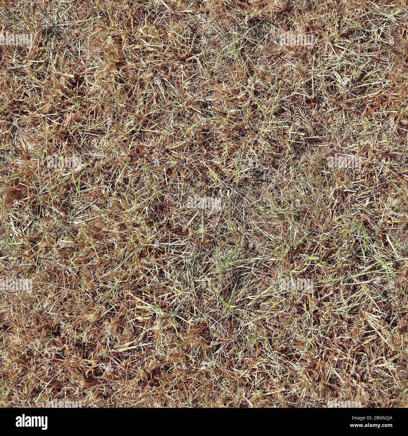 High resolution texture pattern of green grass on a field Stock Photo ...
