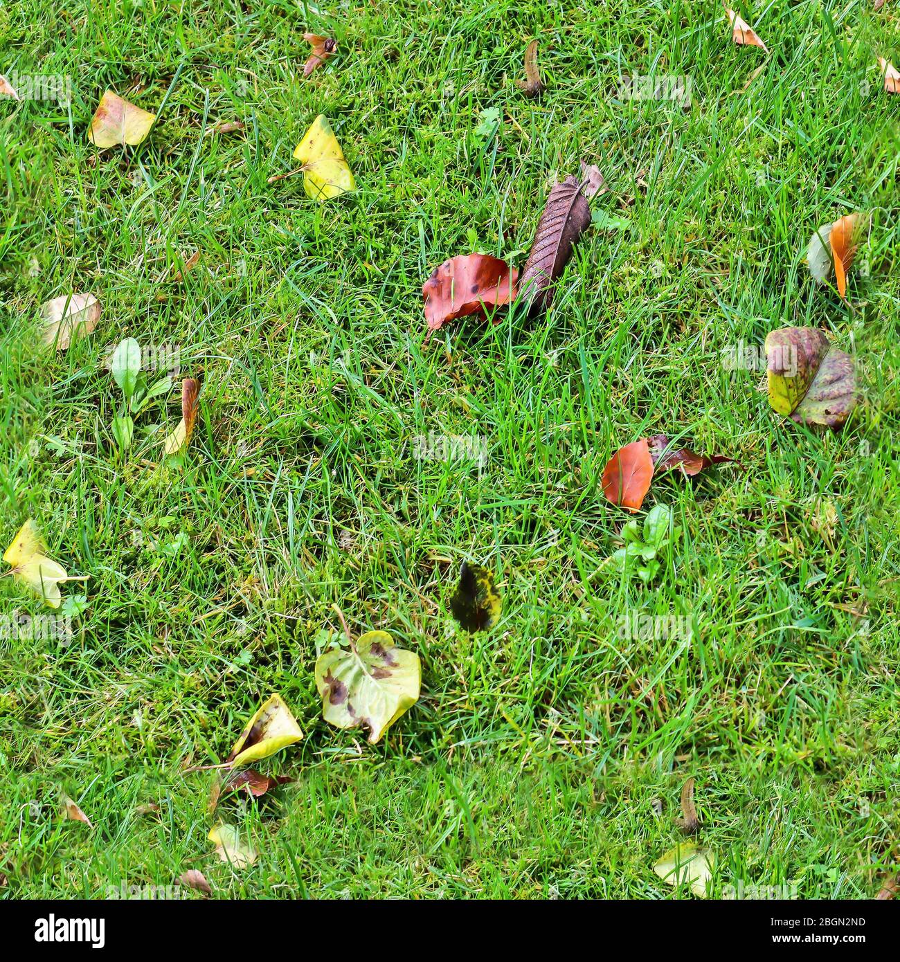 High resolution texture pattern of green grass on a field Stock Photo ...