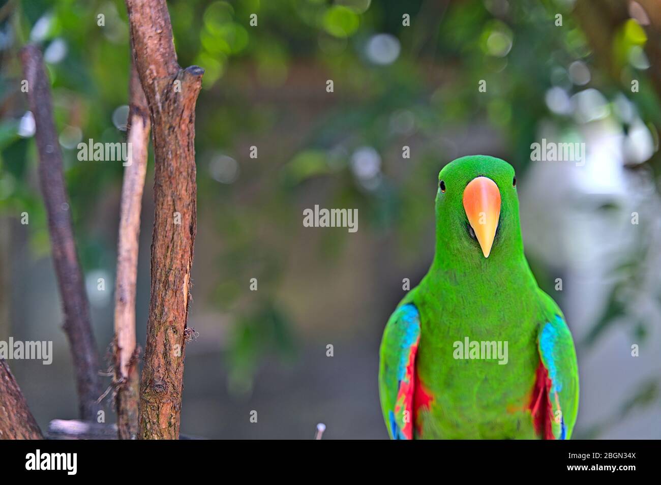 Green parrot looking strait to the camera Stock Photo - Alamy
