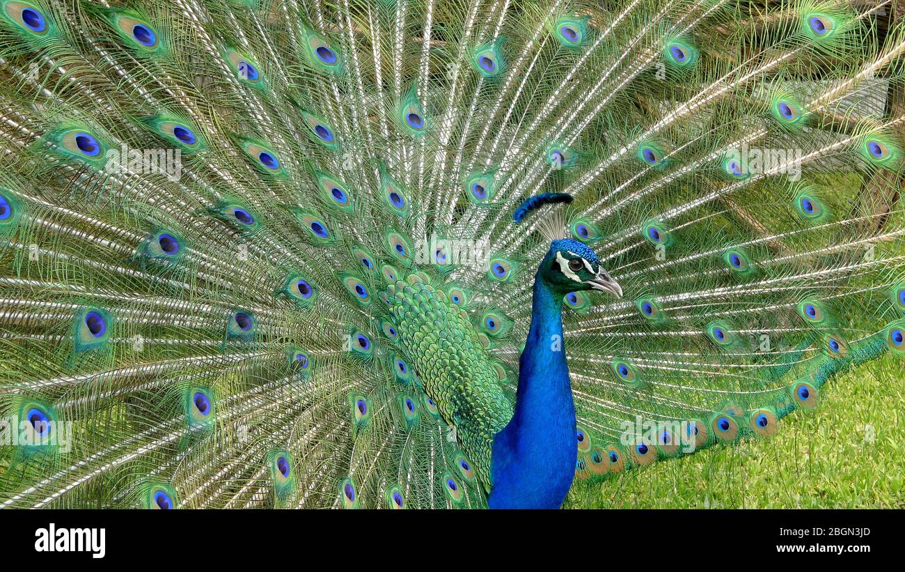 Pavo mexico hi-res stock photography and images - Alamy