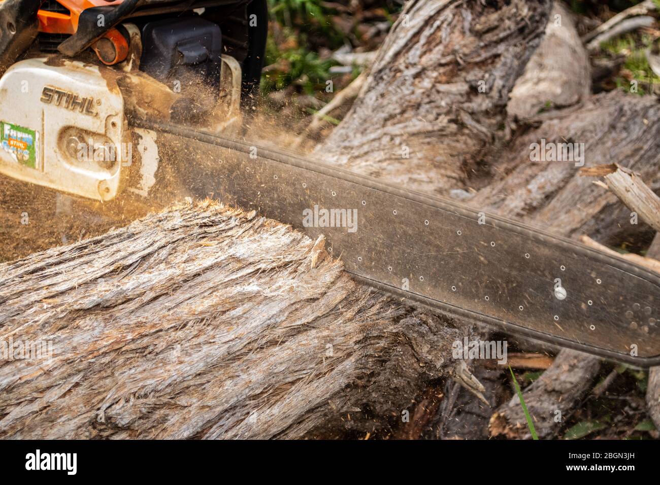 Cutting branch with a chainsaw Stock Photo - Alamy