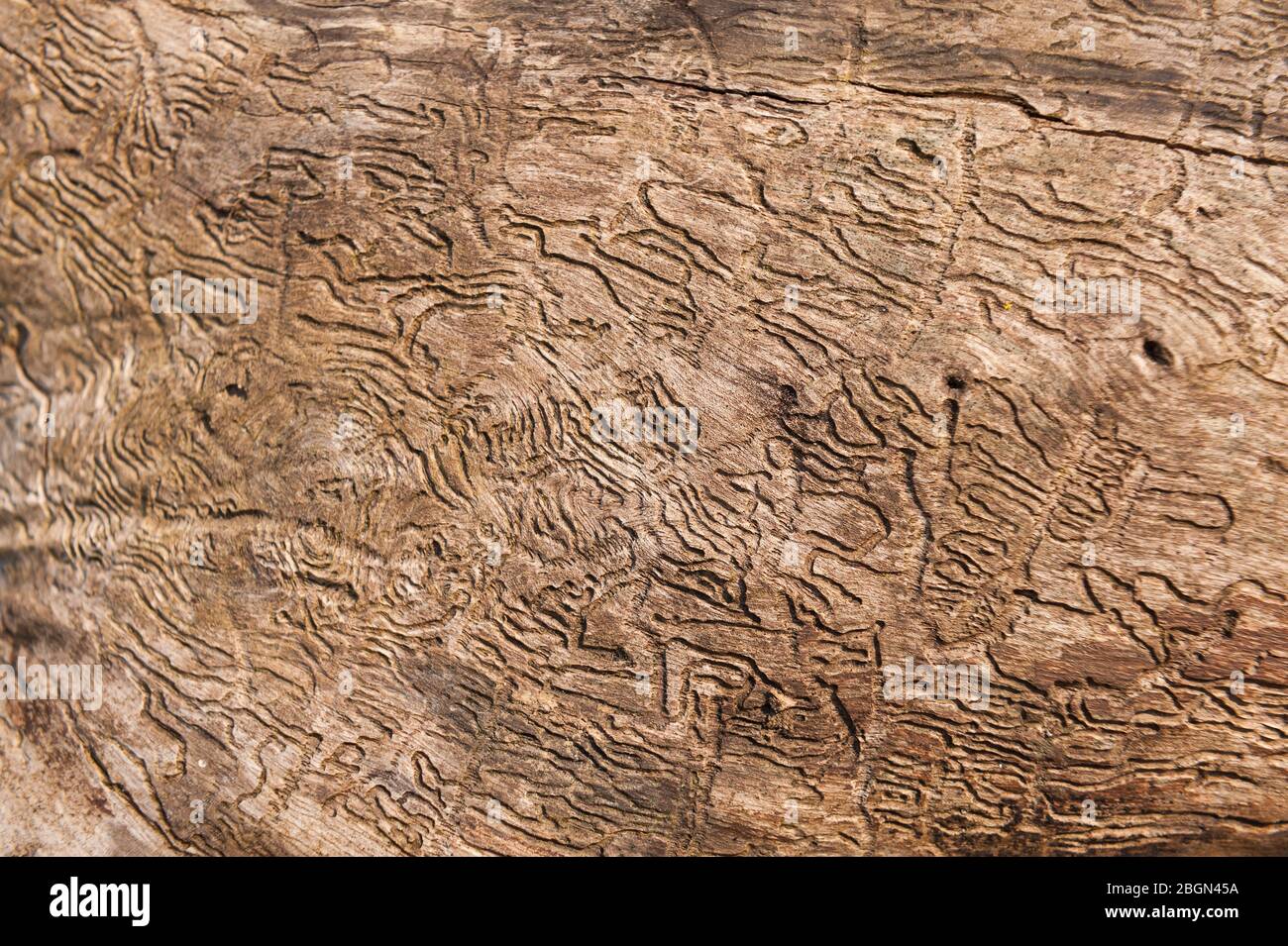 Wood boring insect brood chambers, exit holes beneath exposed bark ash ...