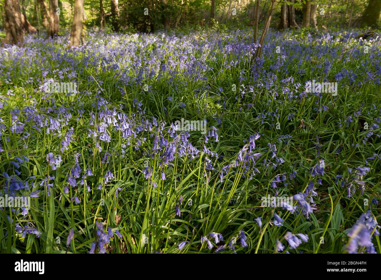 Native Bluebells Hyacinthoides non-scripta, wild hyacinth at height of ...