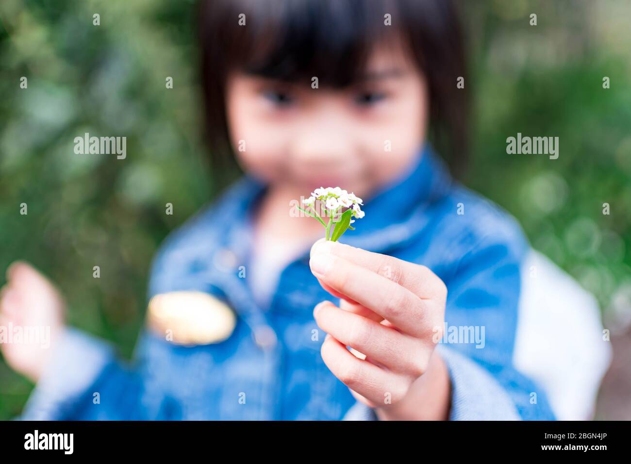 Child's hand holding a small flower. Sharing and giving concept. Love ...