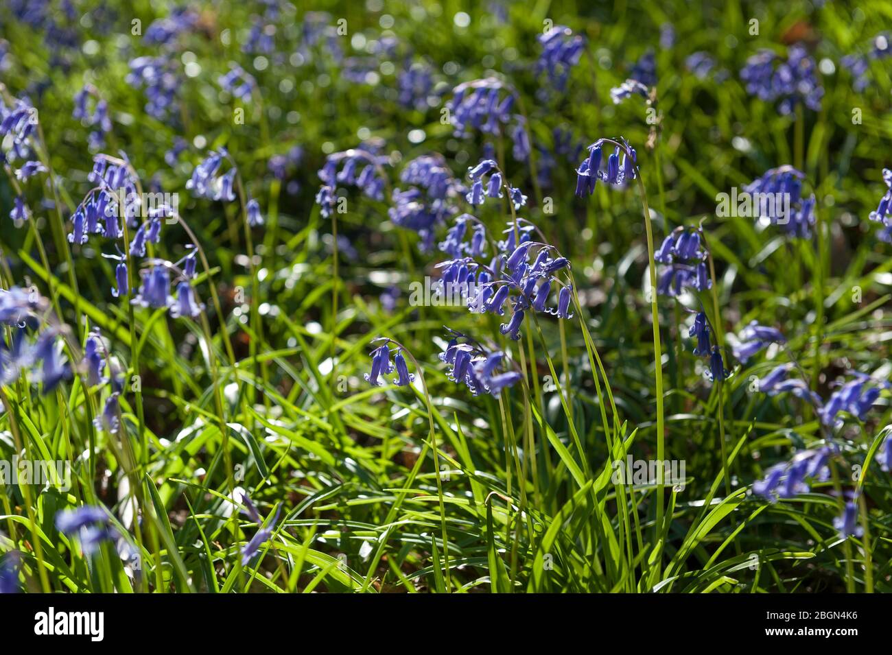 Native Bluebells Hyacinthoides non-scripta, wild hyacinth at height of ...