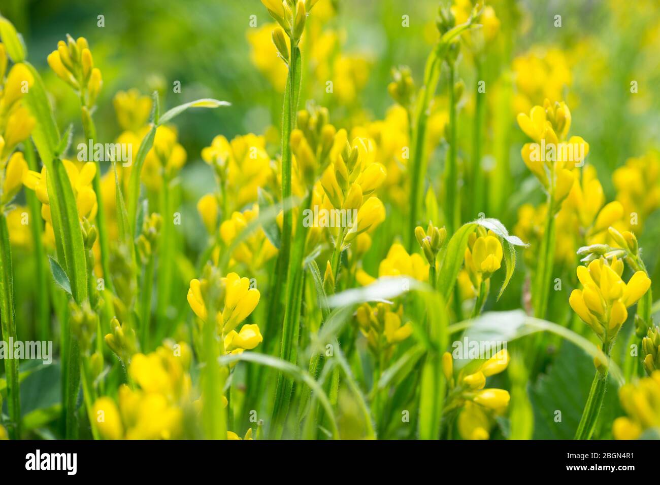 Flowers yellow Genista tinctoria in nature Stock Photo - Alamy
