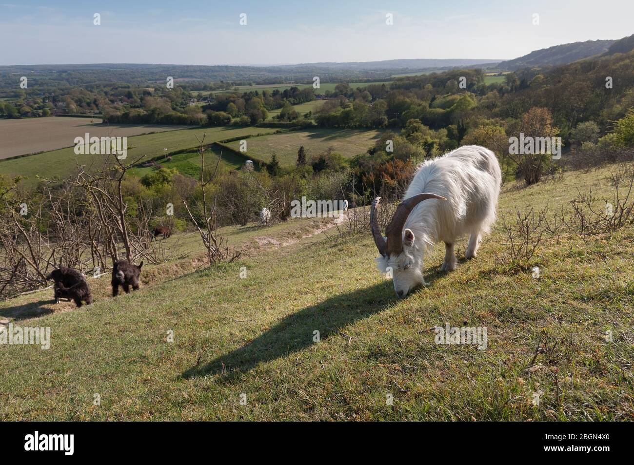 Chalk grassland management on steep slopes of North Downs grazing goats ...
