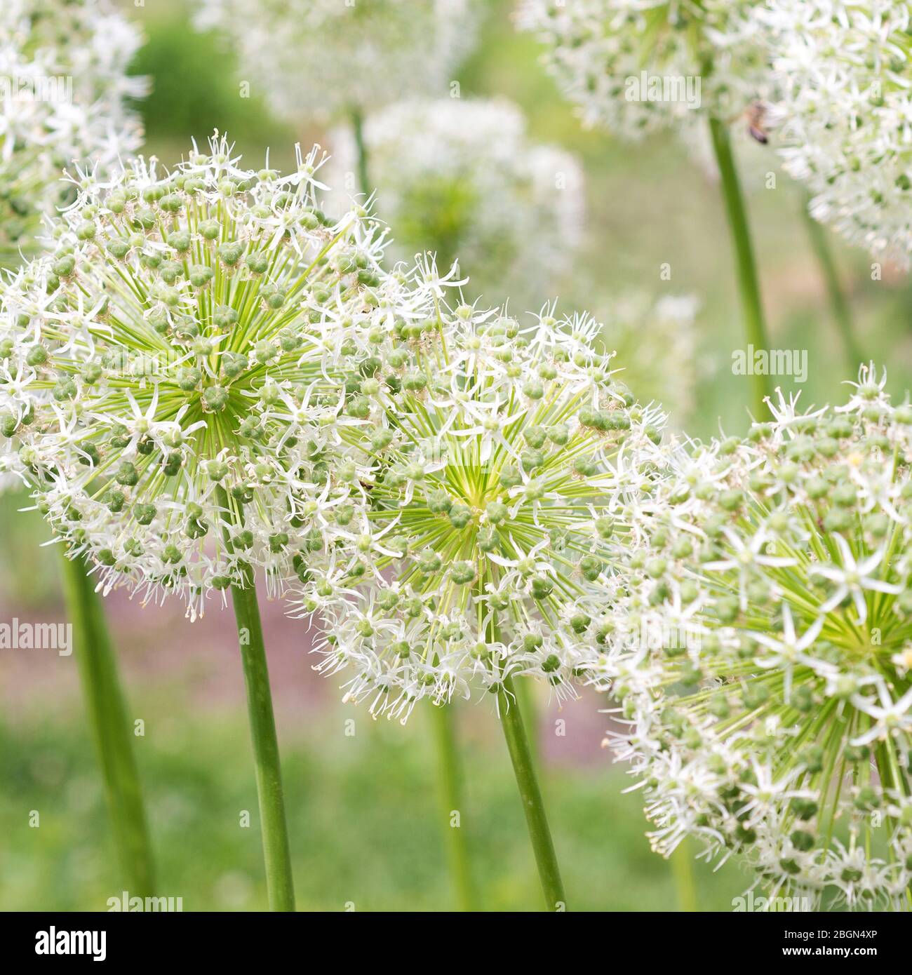 Allium Nutans High Resolution Stock Photography and Images - Alamy