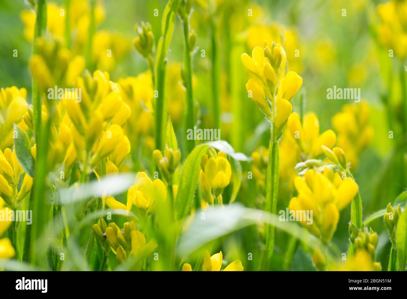 Genista tinctoria garden hi-res stock photography and images - Alamy