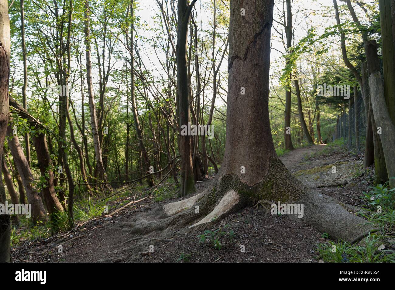 Girdling hi-res stock photography and images - Alamy