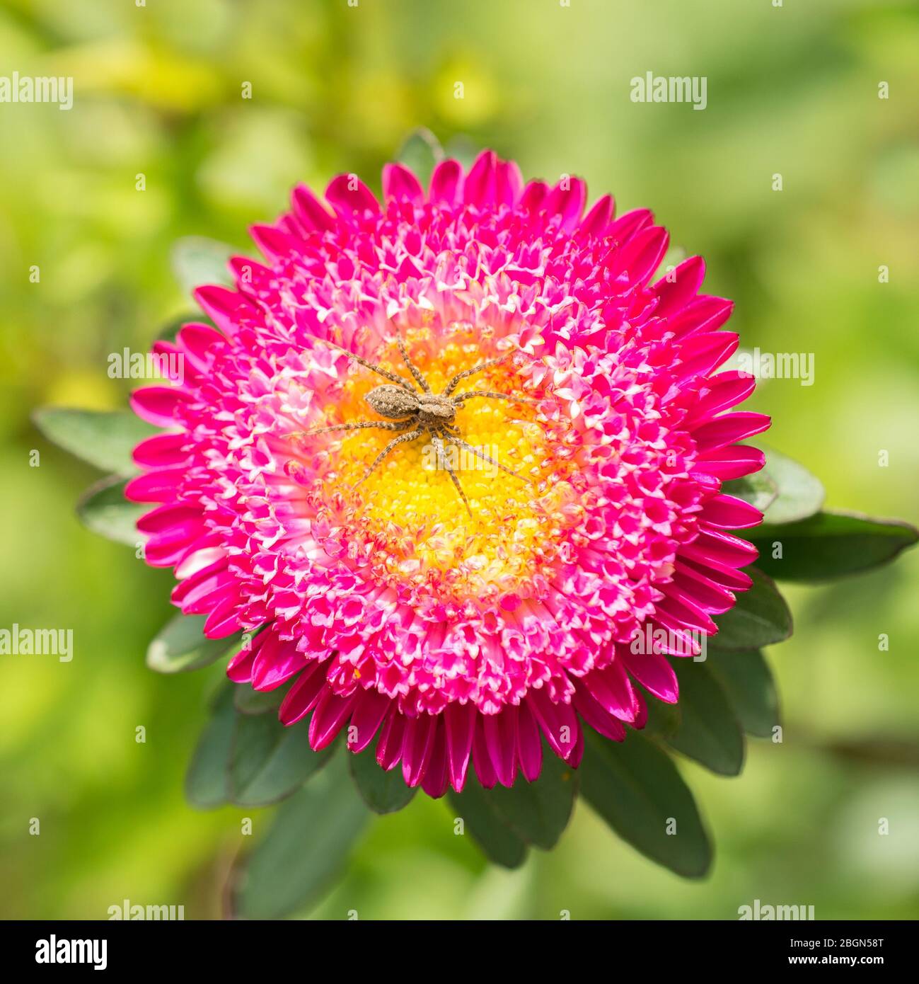 Pink aster flower with spider Stock Photo - Alamy