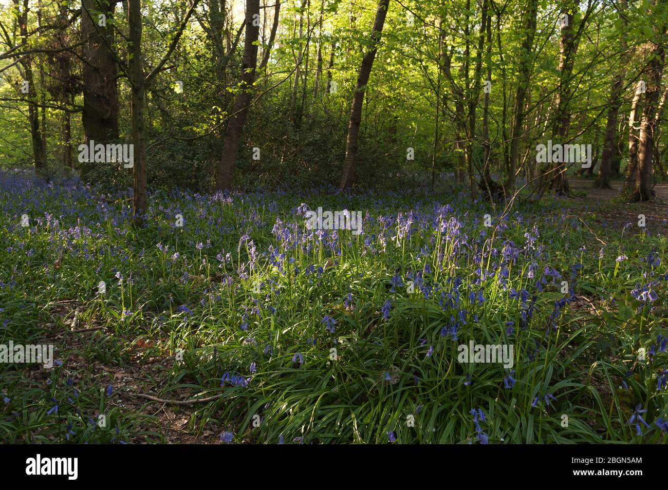 Old ash coppice hi-res stock photography and images - Alamy