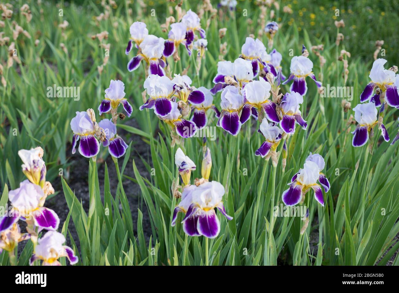 Irises in landscaping hi-res stock photography and images - Alamy