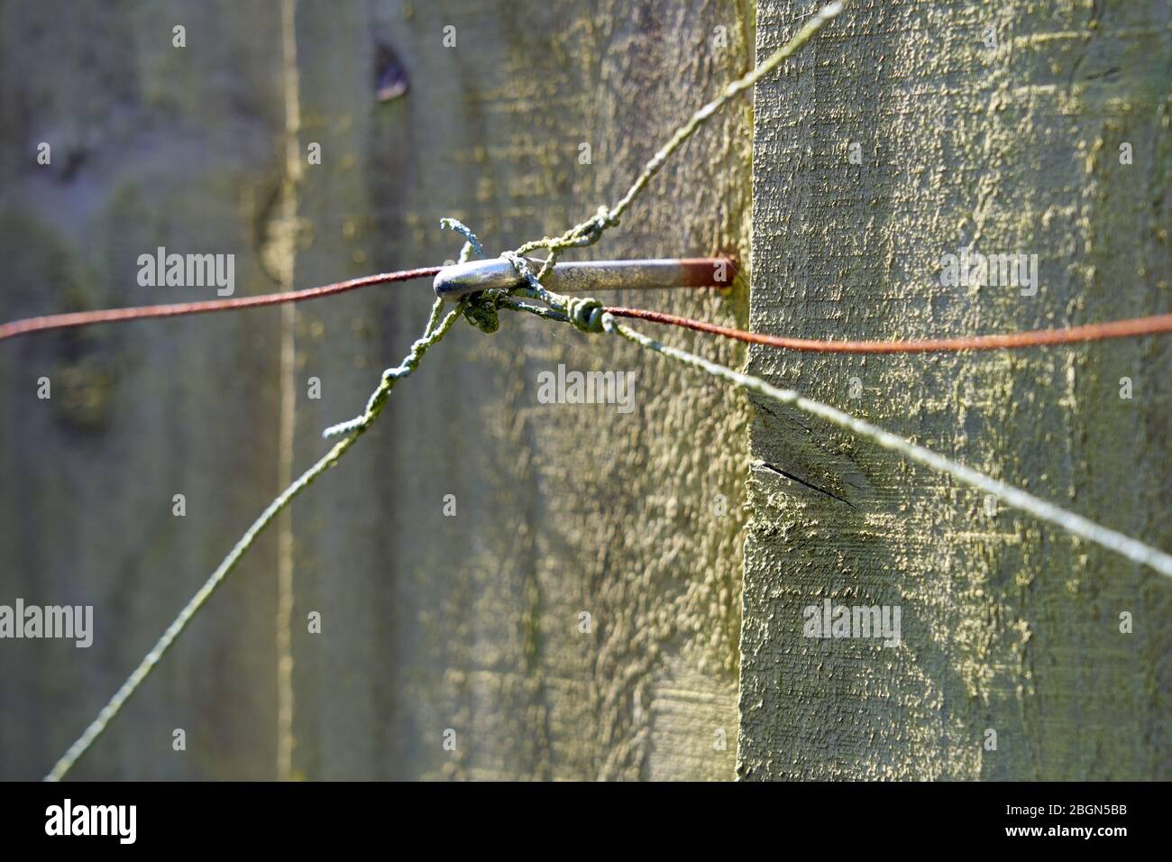 Plant training wires against a back garden fence Stock Photo - Alamy