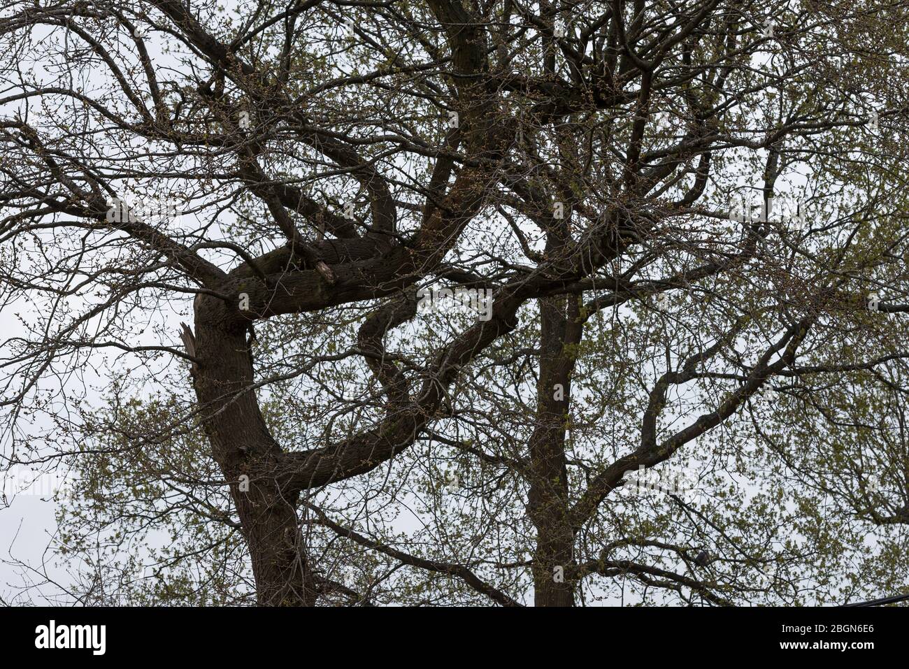 Tangled oak tree hi-res stock photography and images - Alamy