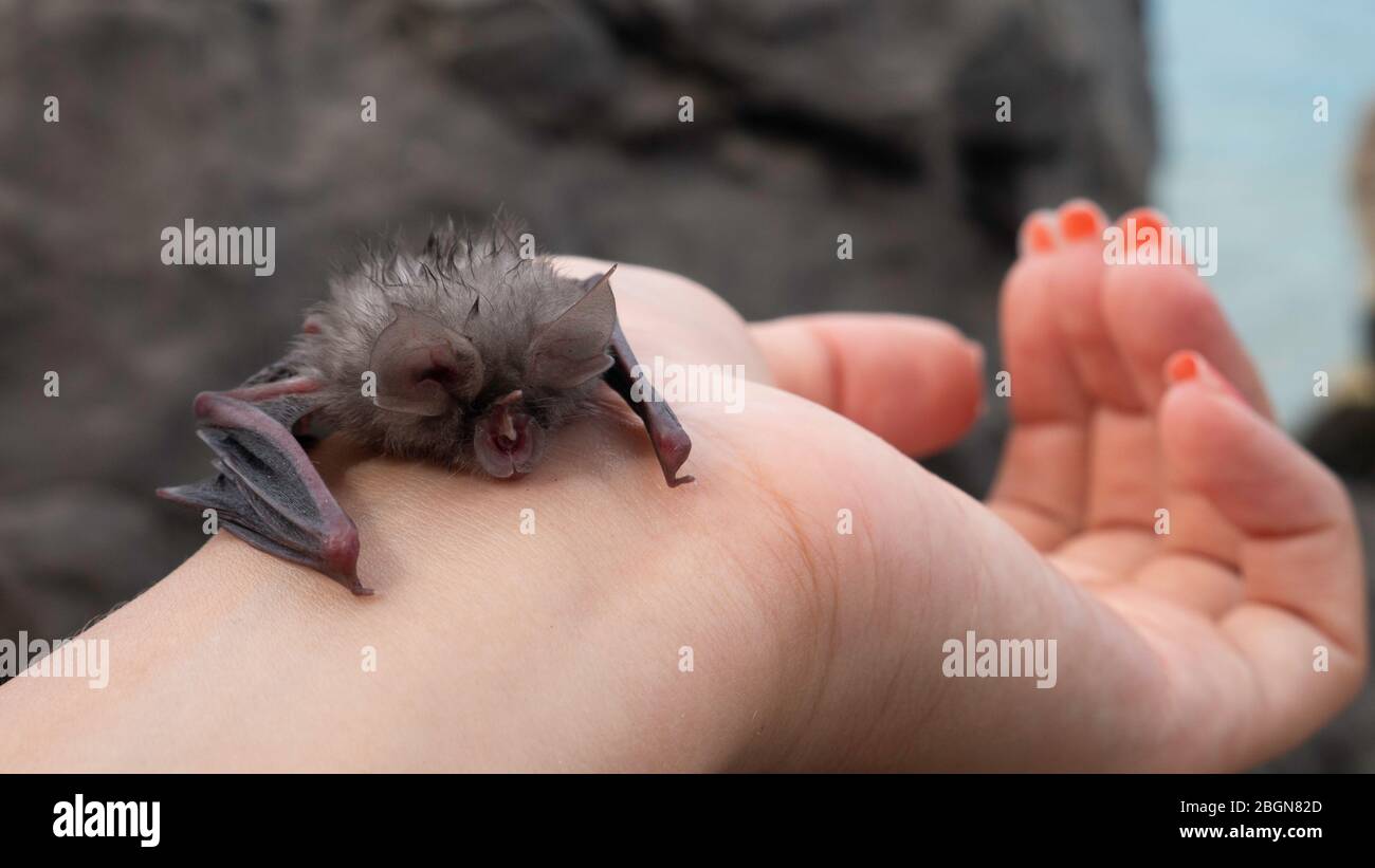 Bat on the wrist of a woman's hand - The Egyptian slit-faced bat ...