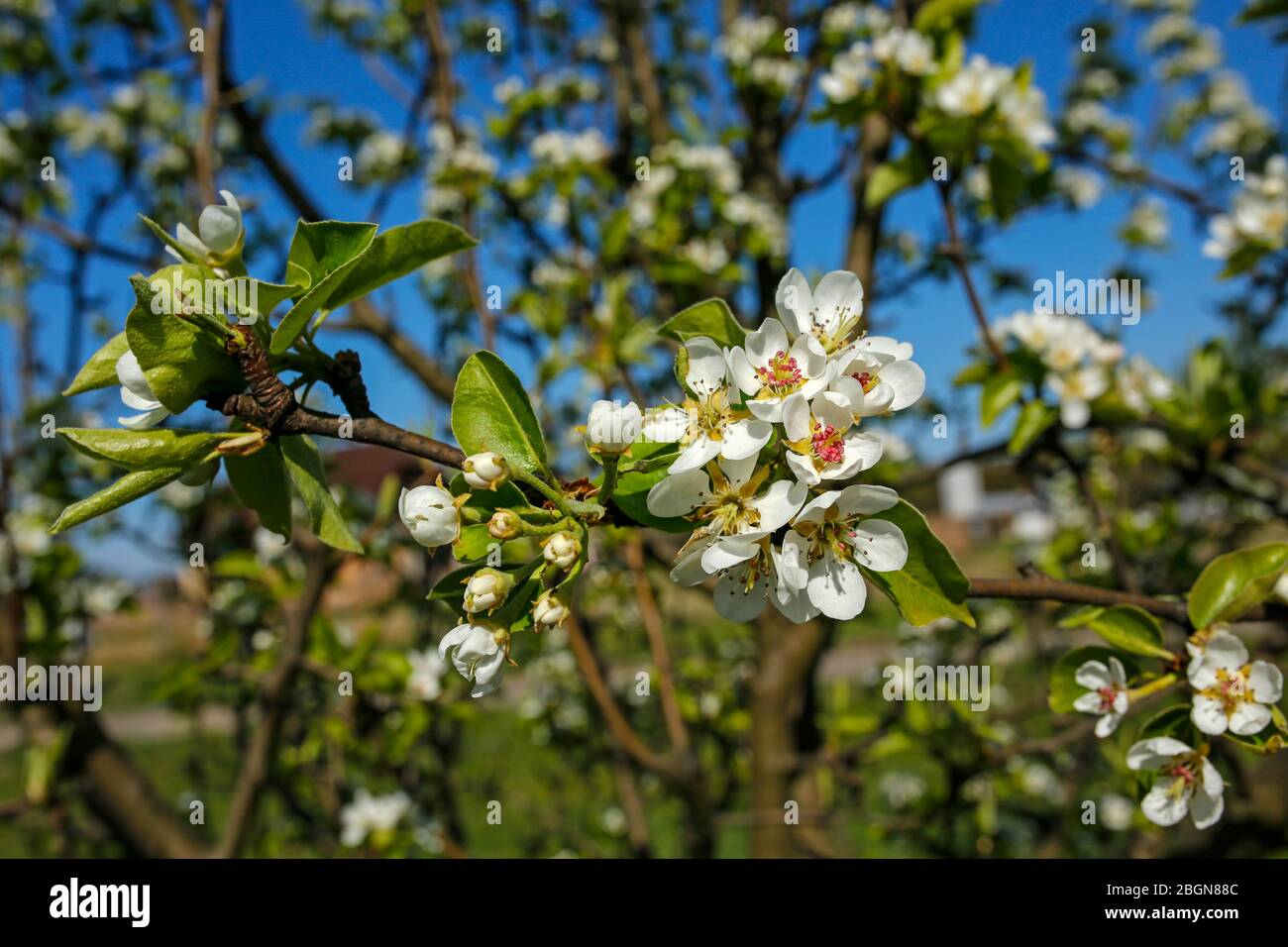 beautiful spring apple tree flowers background Stock Photo - Alamy