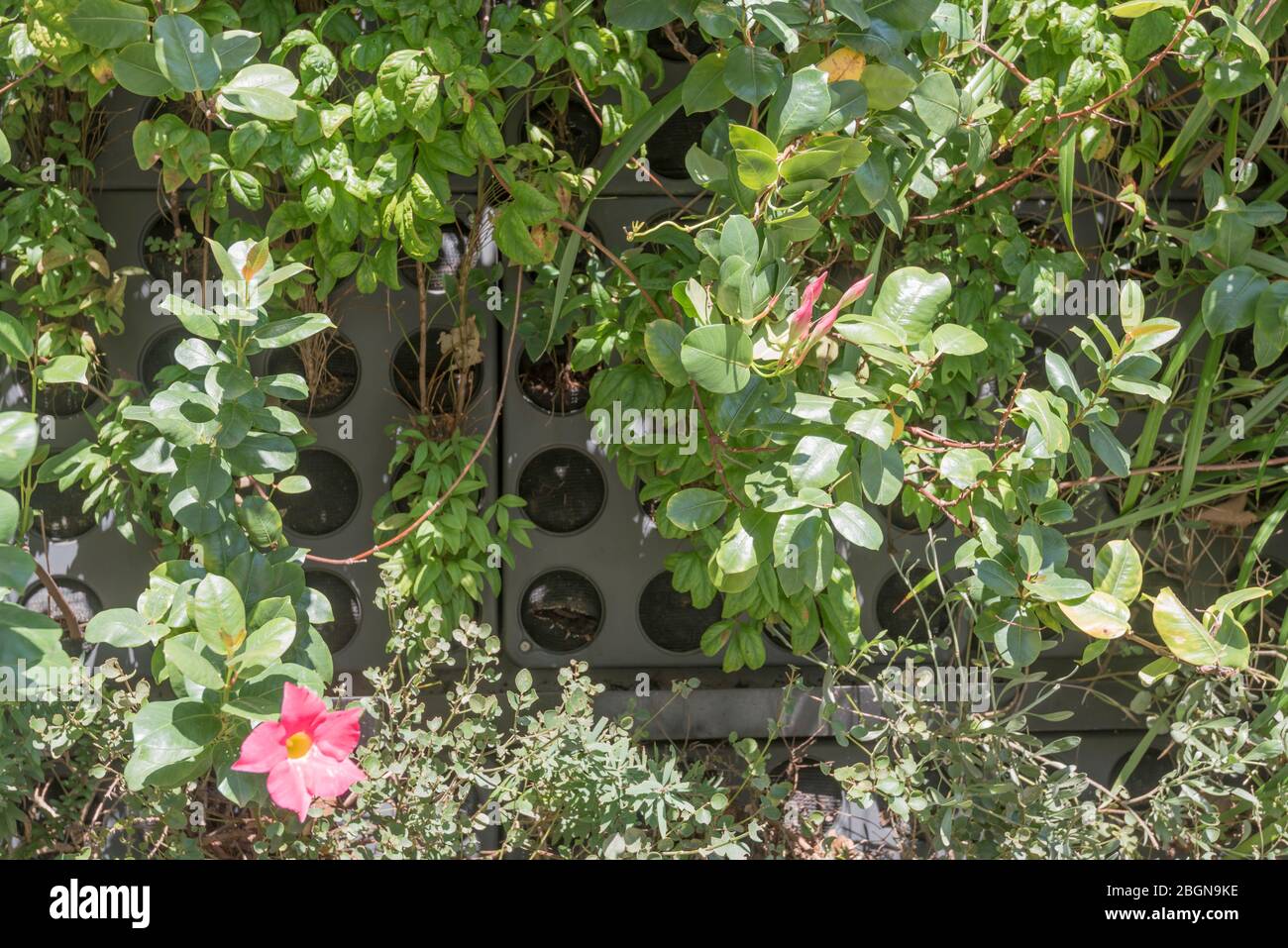 Junglefy breathing wall hi-res stock photography and images - Alamy