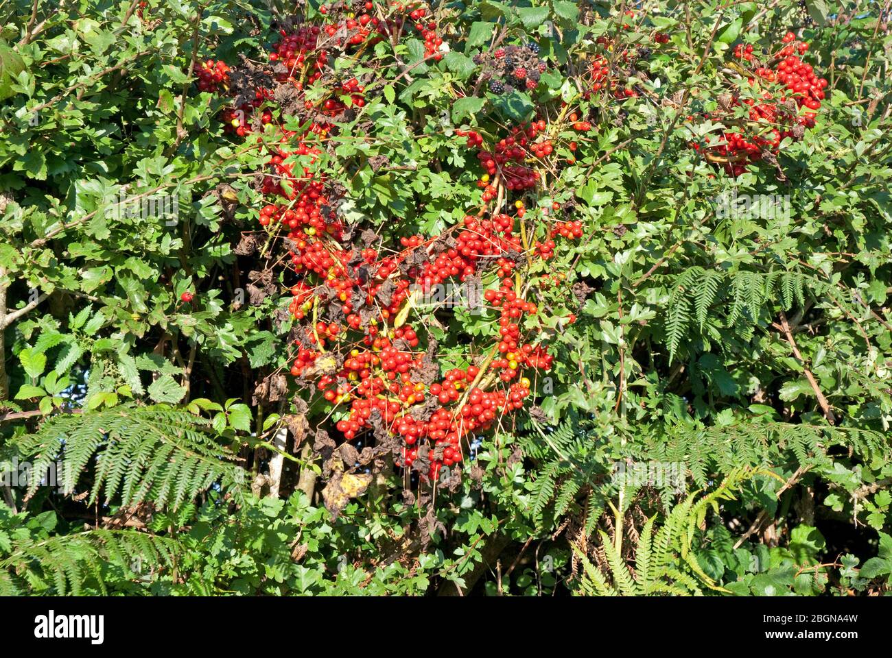 Black Bryony High Resolution Stock Photography and Images - Alamy