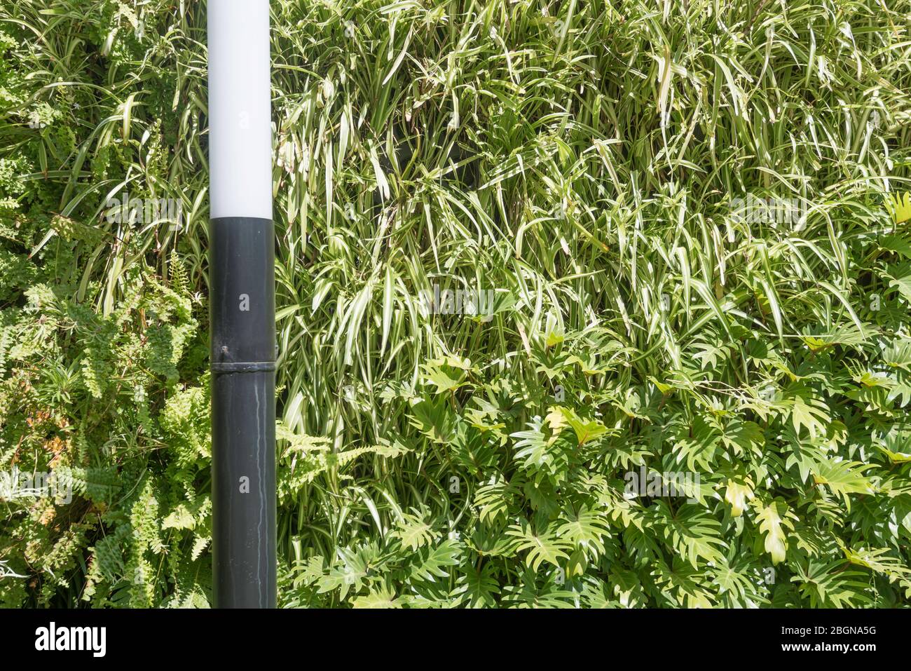 The world's first Breathing Wall, built by Australian firm Junglefy in ...