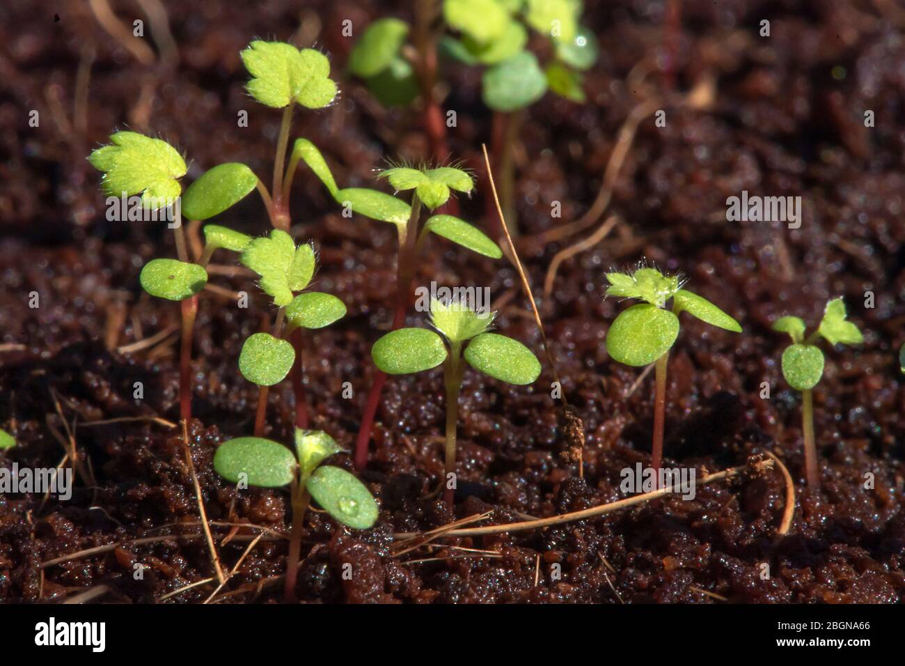 Strawberry Germination