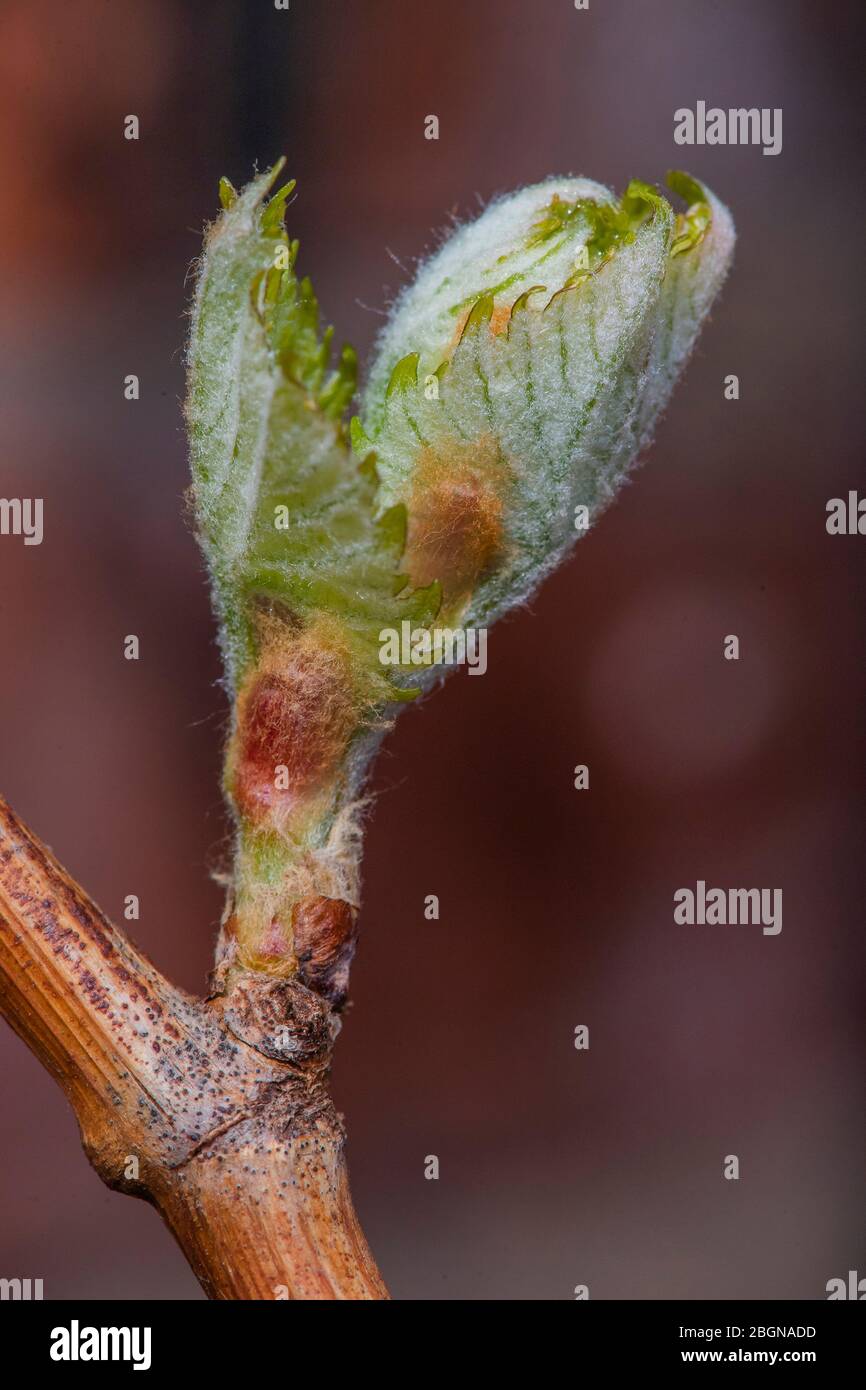Buds on a grape vine begins to grow Stock Photo - Alamy