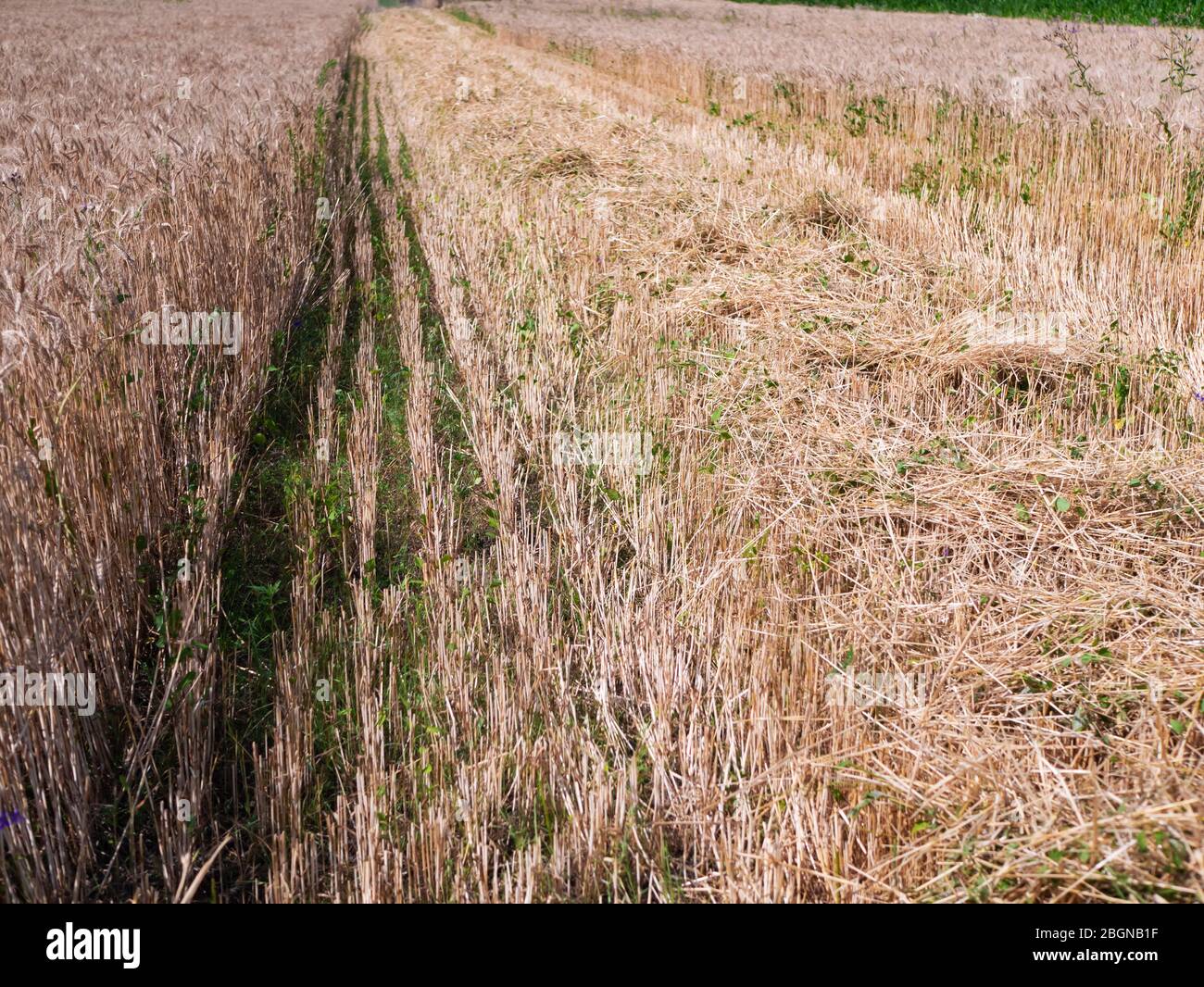 Wheat harvesting in the summer. Strip of sheared wheat after harvester ...