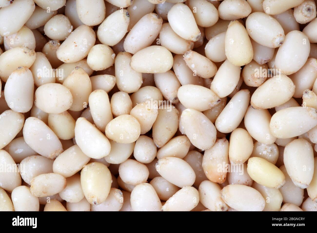 many cedar nut at day Stock Photo - Alamy
