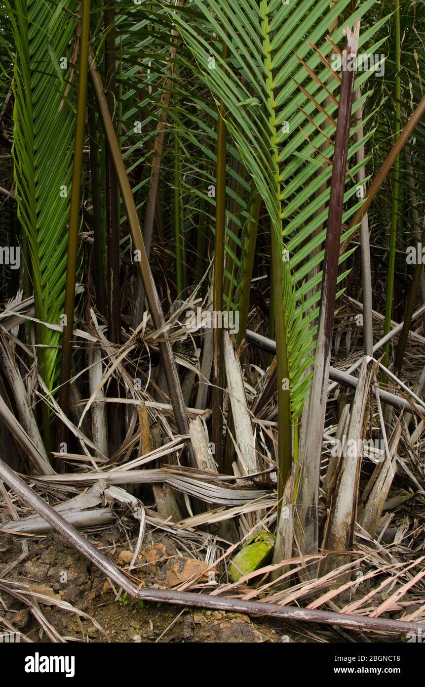 wurmb is growth near river and it is palm . it has fruit for desert ...