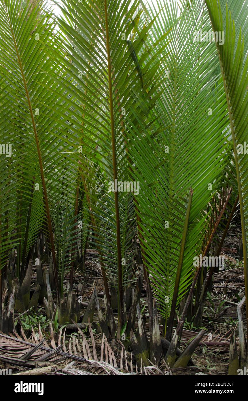 wurmb is growth near river and it is palm . it has fruit for desert ...