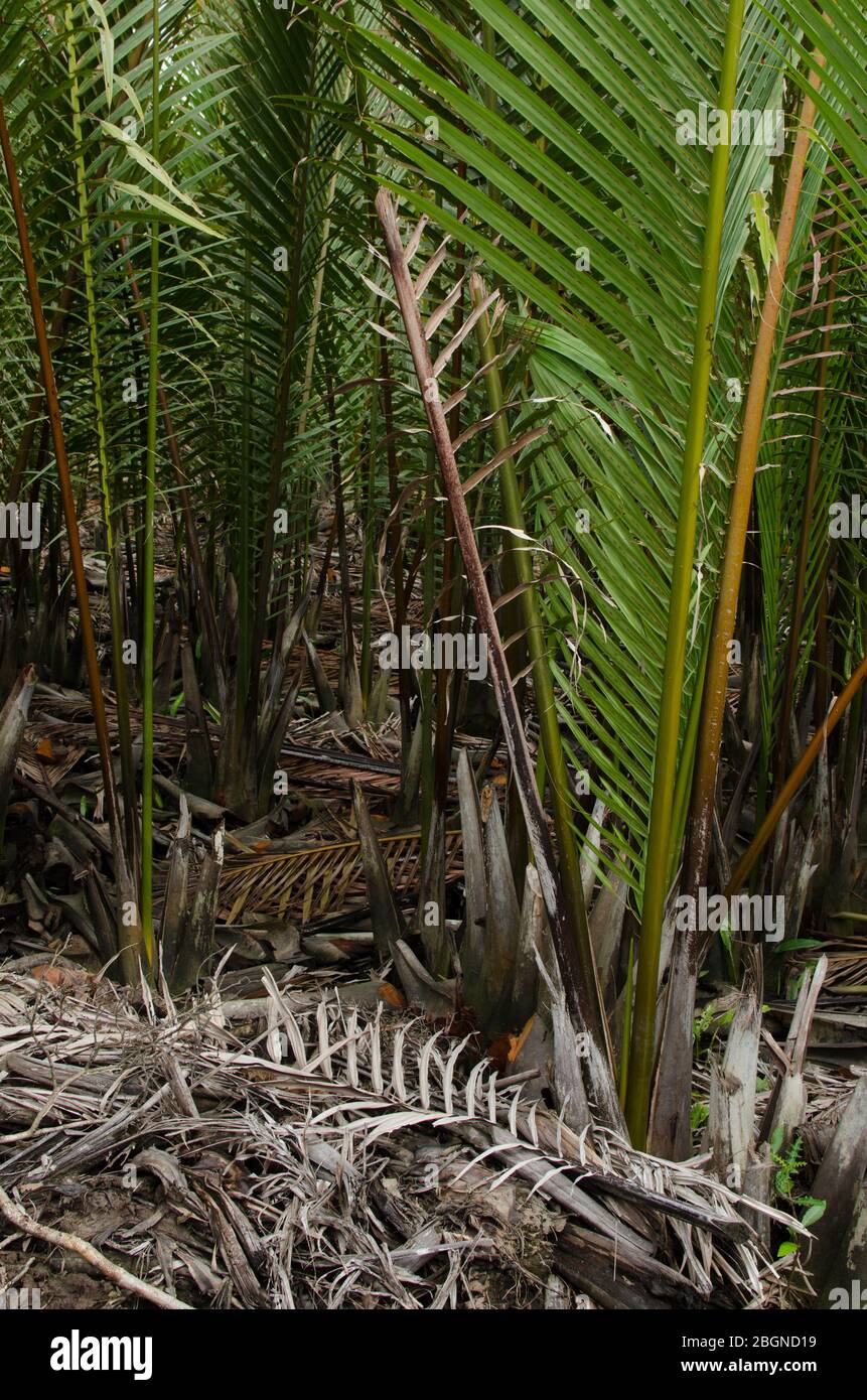 wurmb is growth near river and it is palm . it has fruit for desert ...