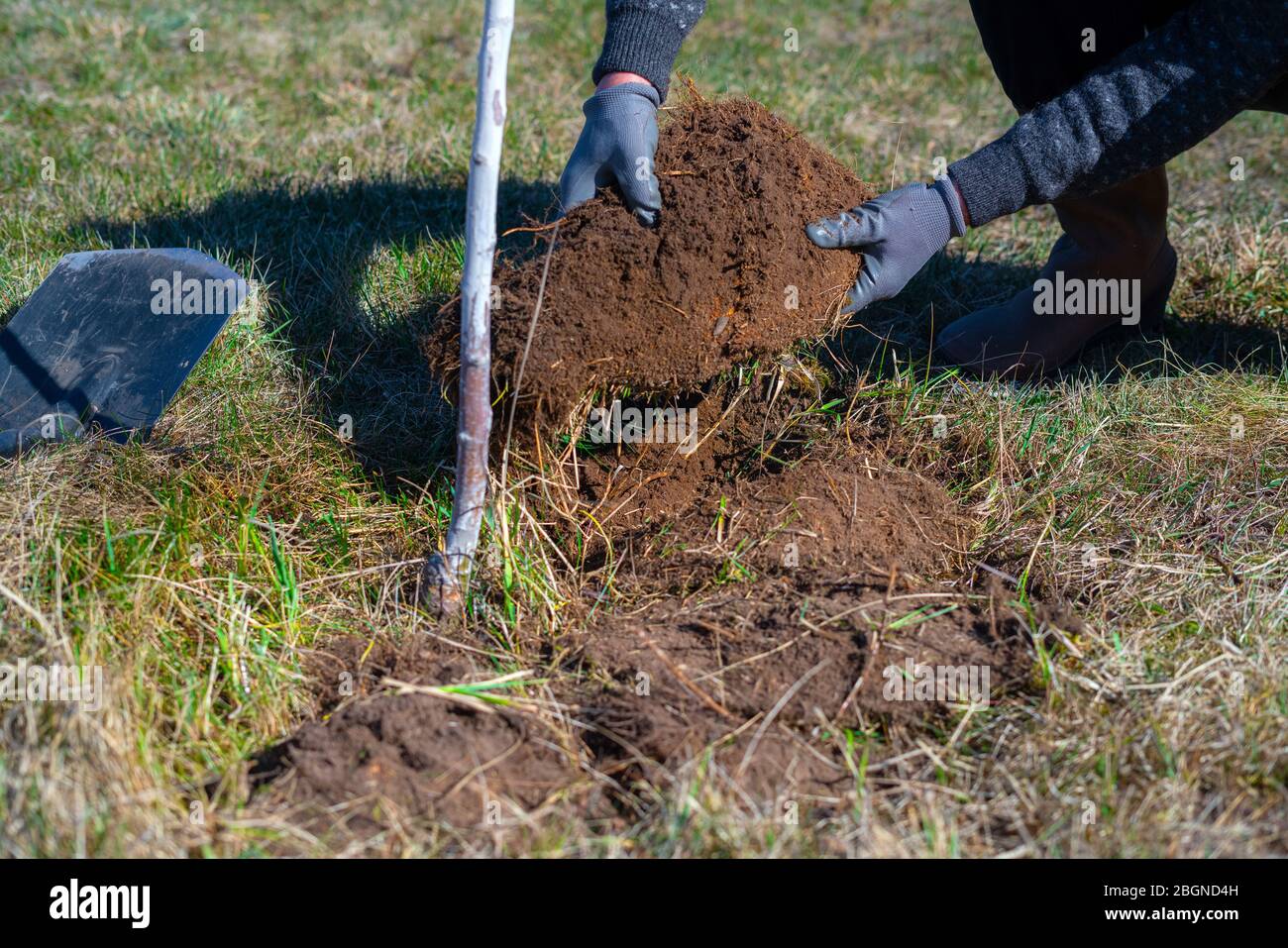 Man digging turf and inverting dirt. Preparing soil around the plant ...