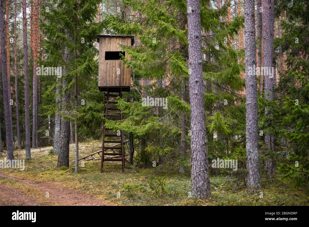 Hunters hut in the forest. Hunter tower or watch post in the wilderness ...