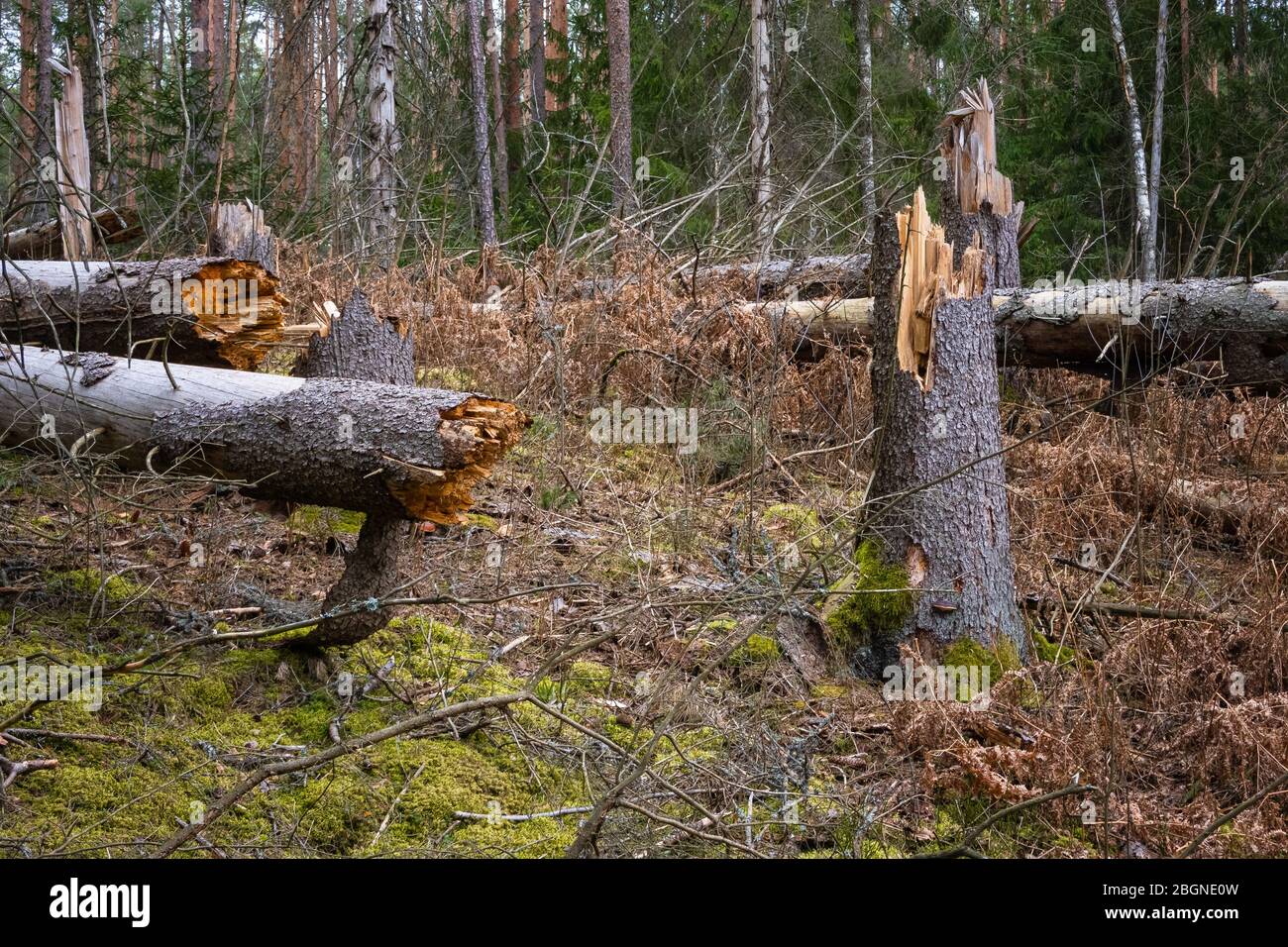 Broken tree trunks in the forest after storm. Fallen trees in the woods ...