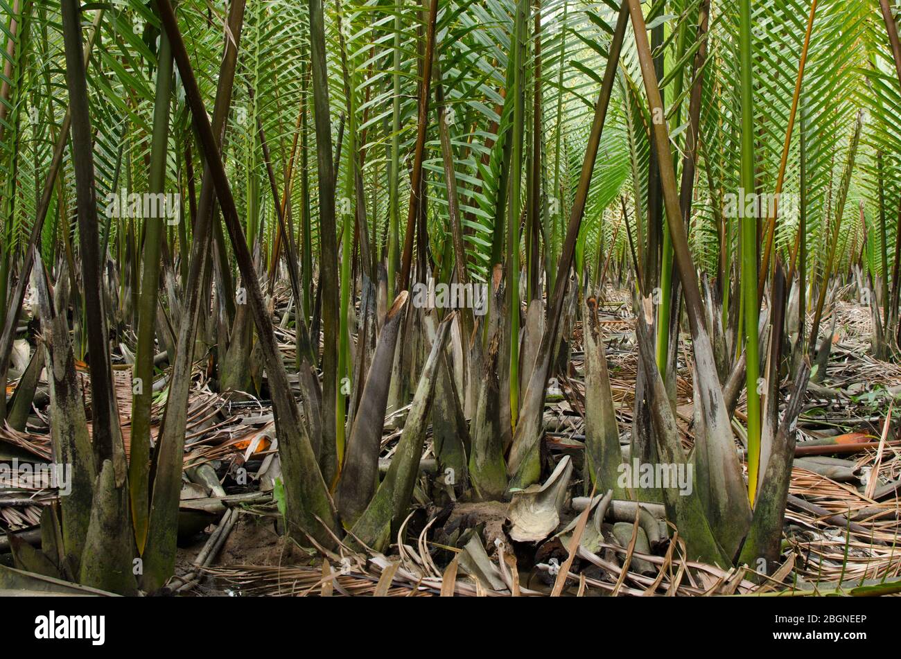 wurmb is growth near river and it is palm . it has fruit for desert ...