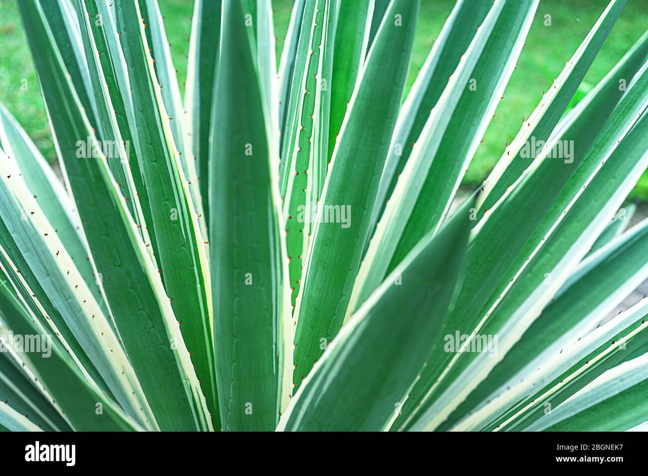 Abstract striped natural background. Details of variegated spanish ...