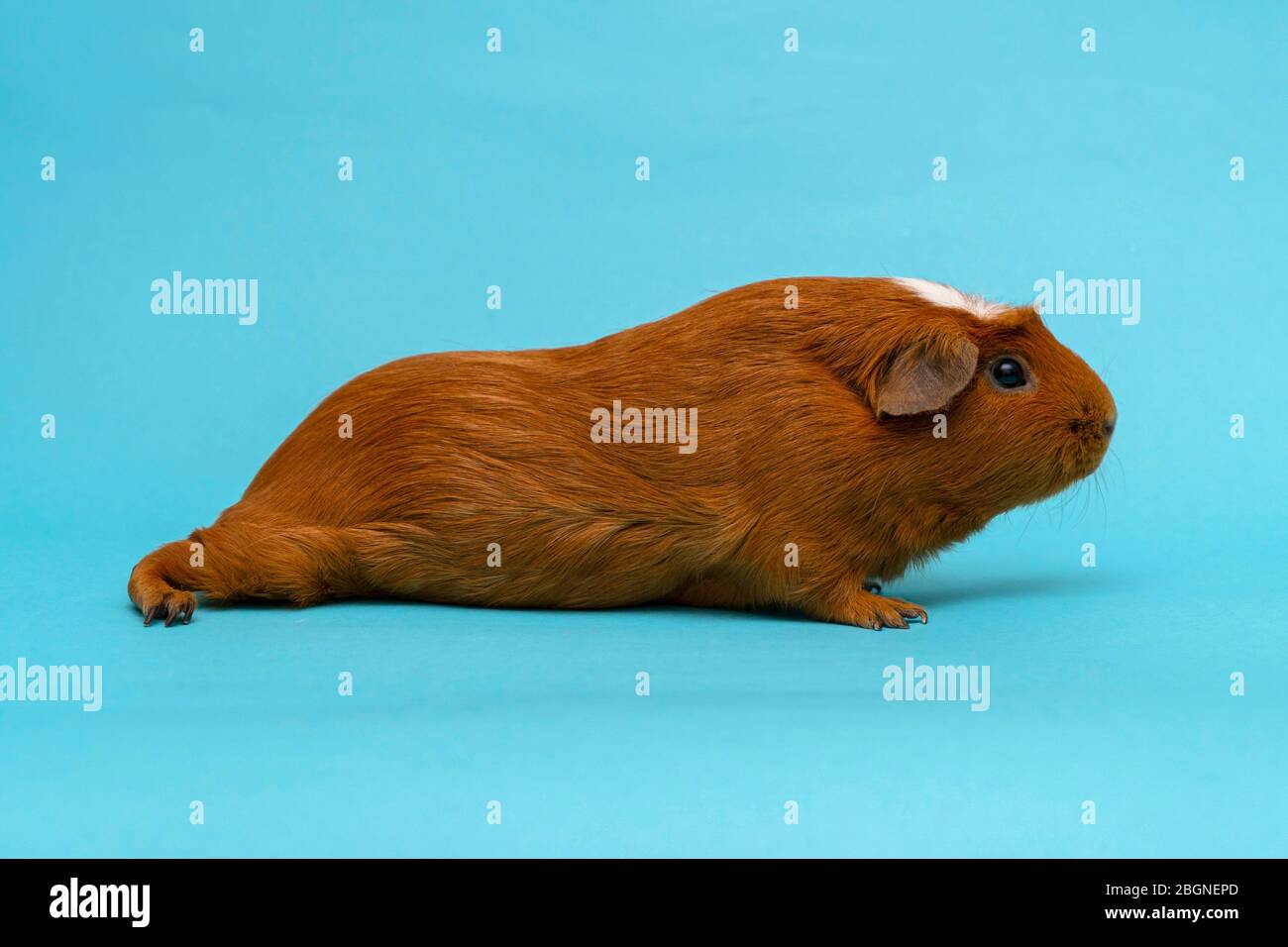 Guinea pig isolated on the blue background Stock Photo - Alamy