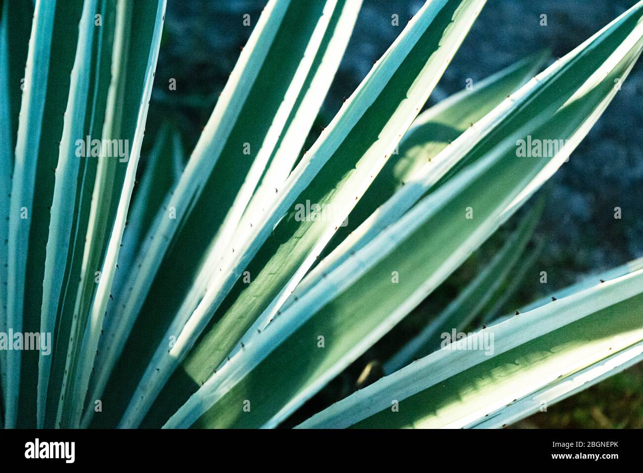 Abstract striped natural background. Details of variegated spanish ...