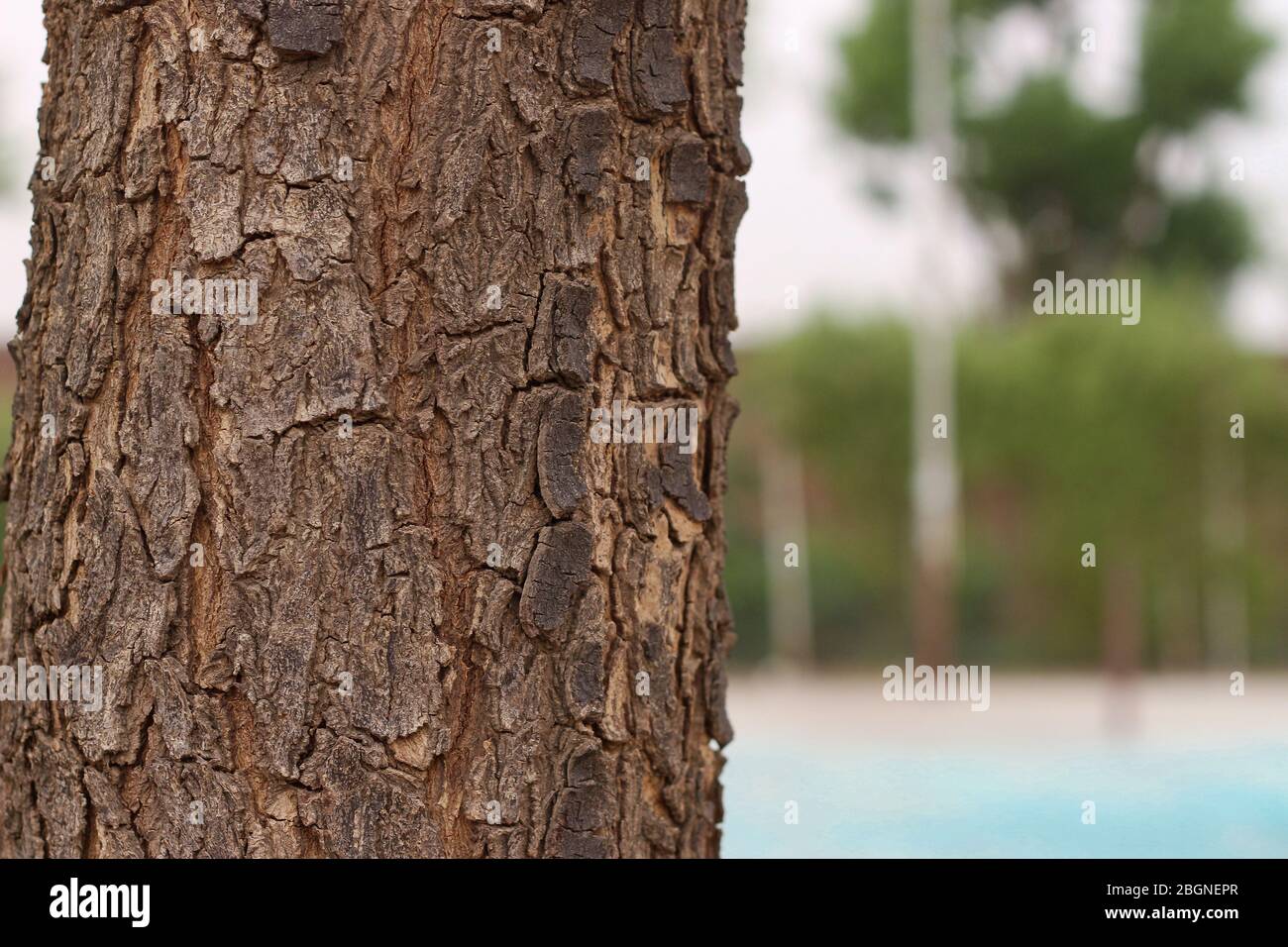 Intricate textures of the neem tree can be seen here. Scientific name ...