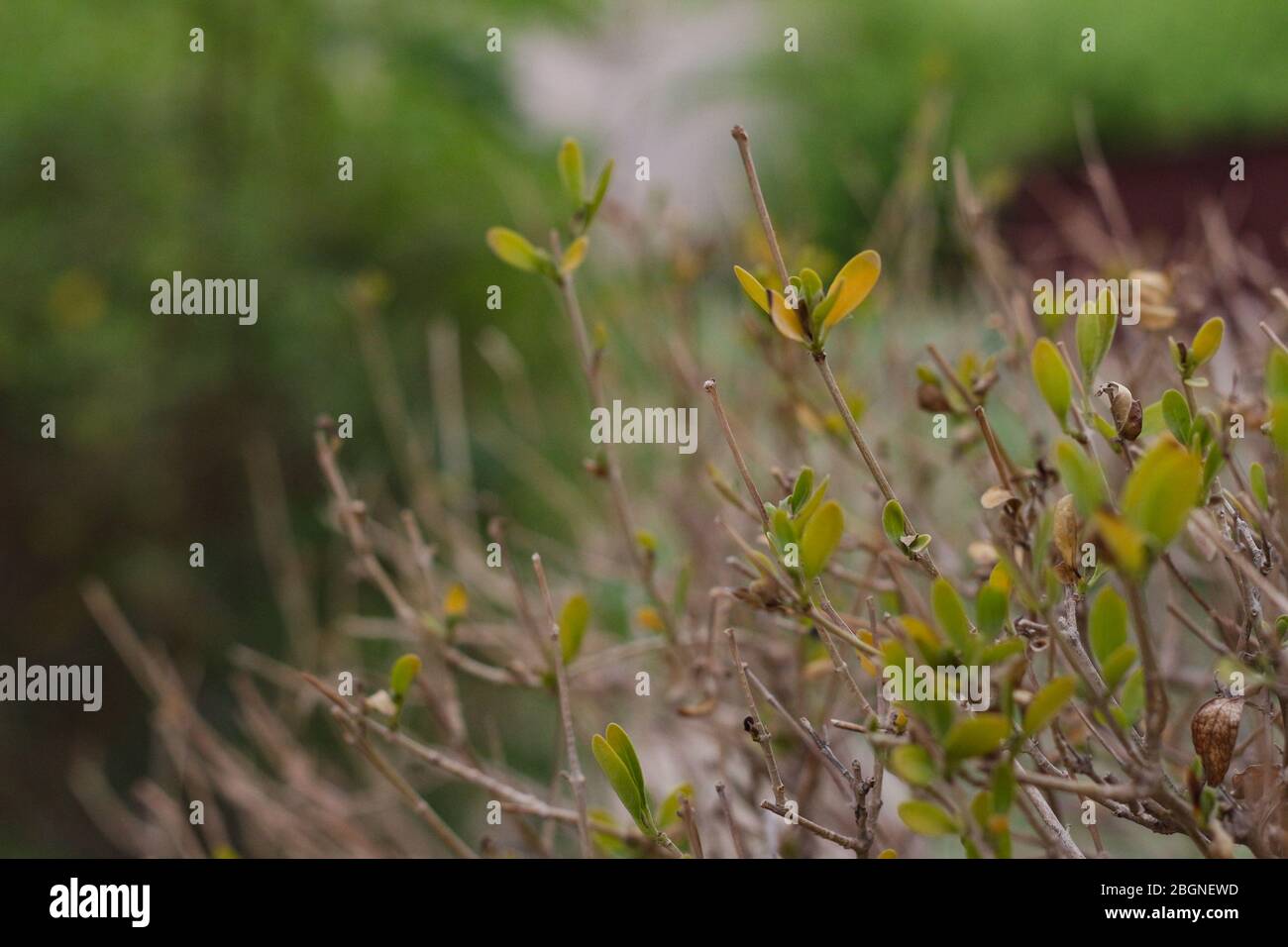 Bush getting dry due to less water and no rain. Depicts climate change ...