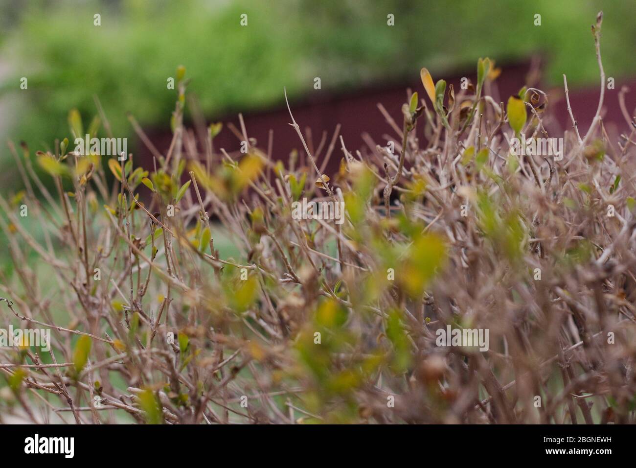 Bush getting dry due to less water and no rain. Depicts climate change ...