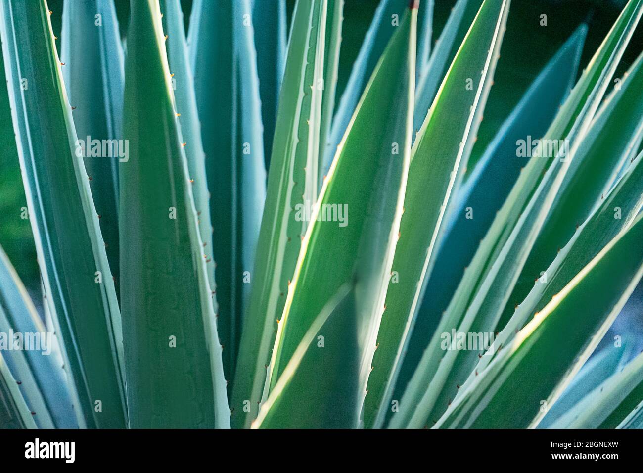 Abstract striped natural background. Details of variegated spanish ...