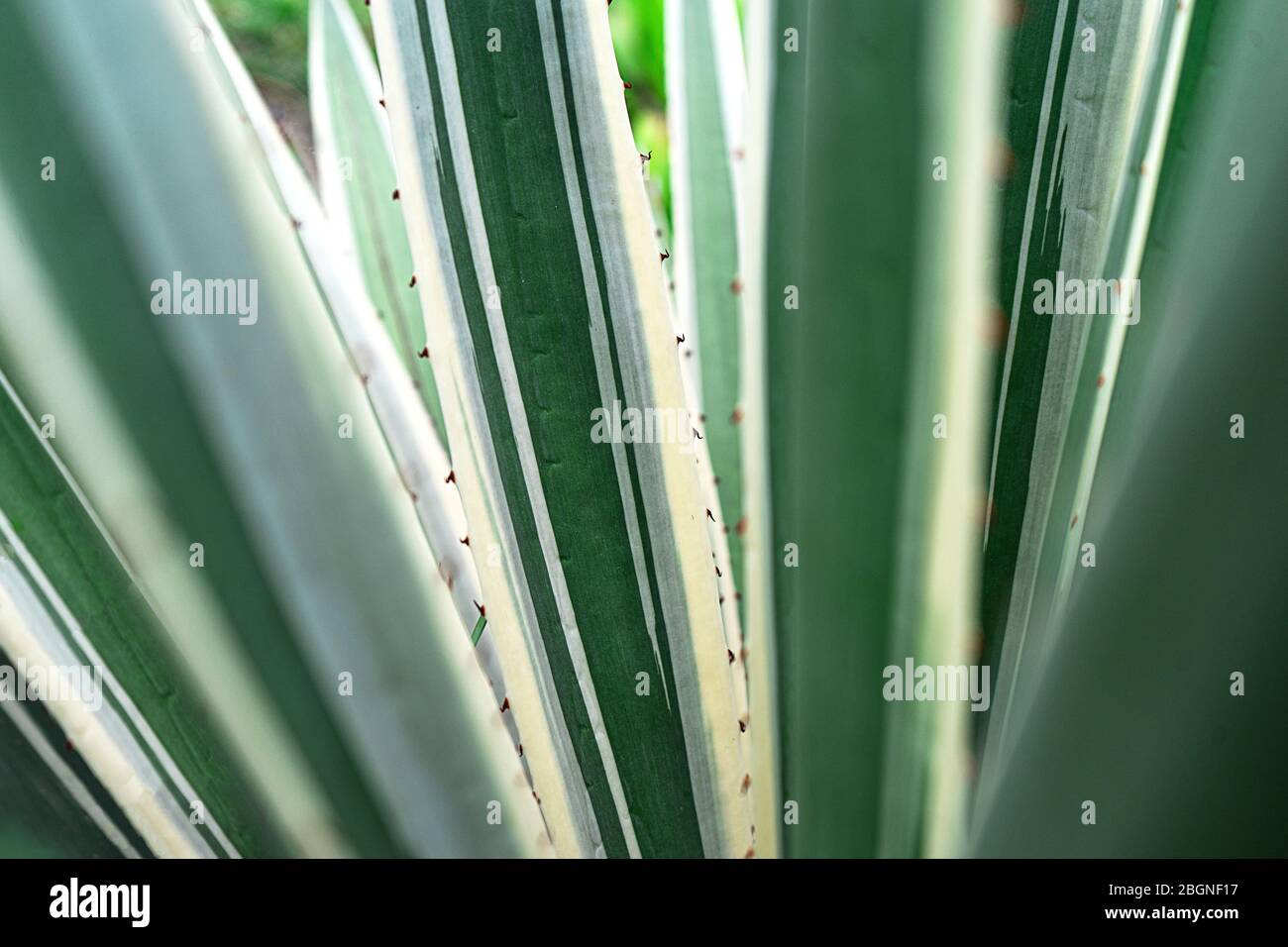 Abstract striped natural background. Details of variegated spanish ...