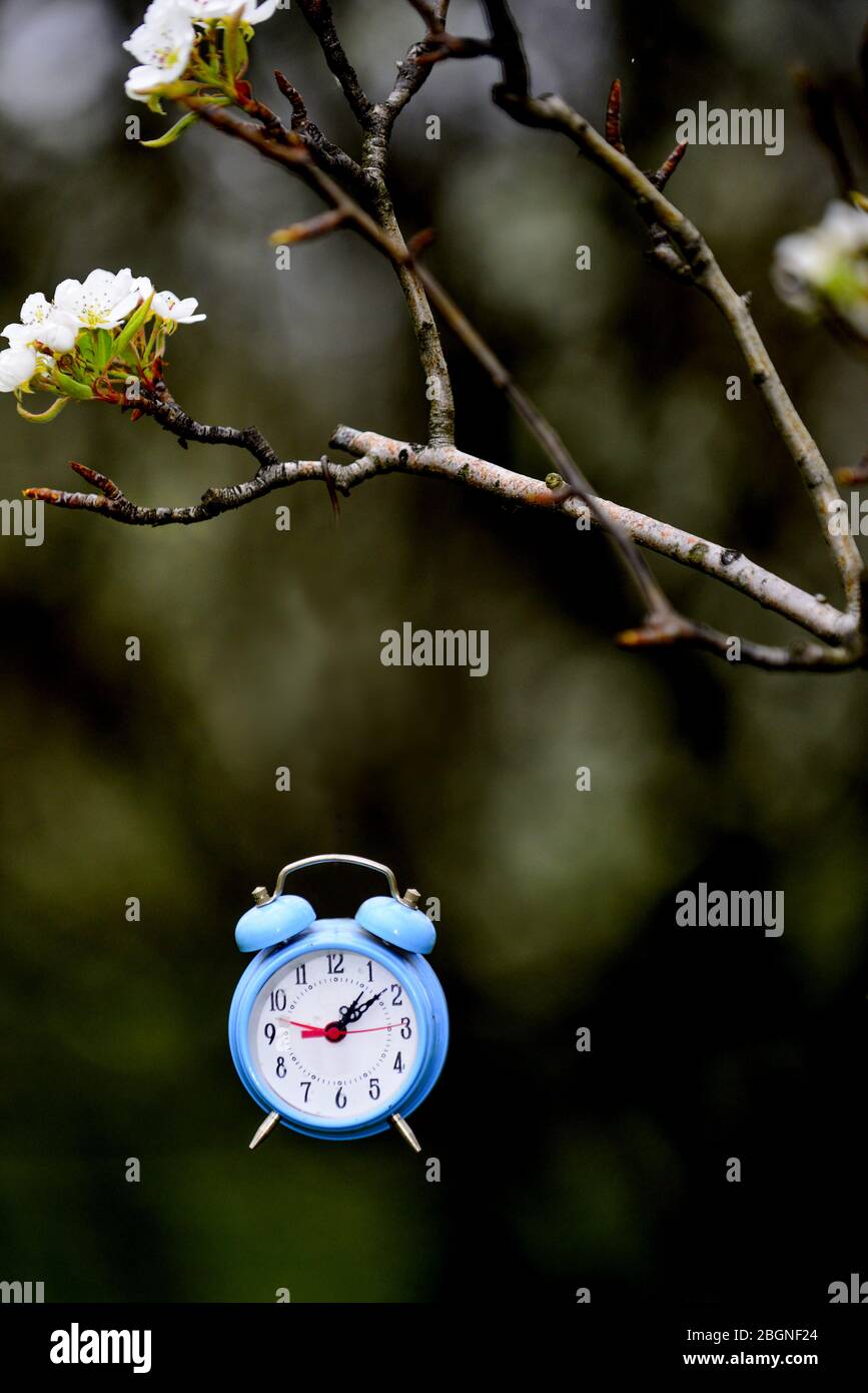 pear blossom and blue alarm clock time concept Stock Photo - Alamy