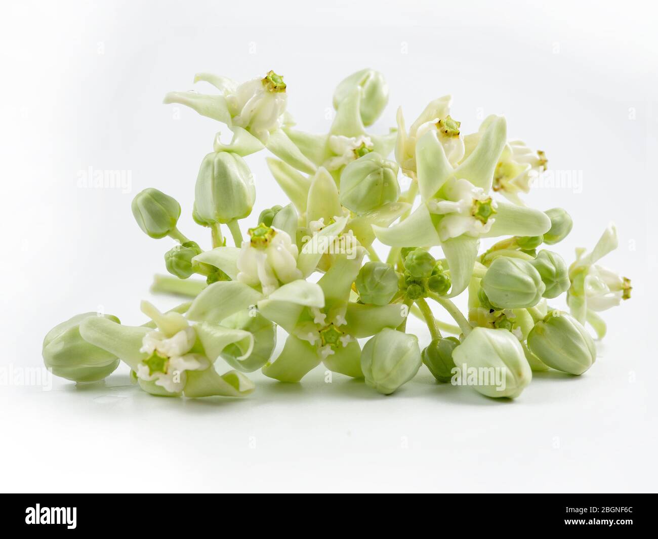 Calotropis gigantea isolated on white background, White Crown flower ...