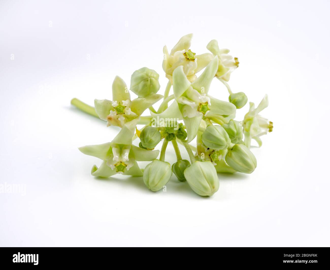 Calotropis gigantea isolated on white background, White Crown flower ...