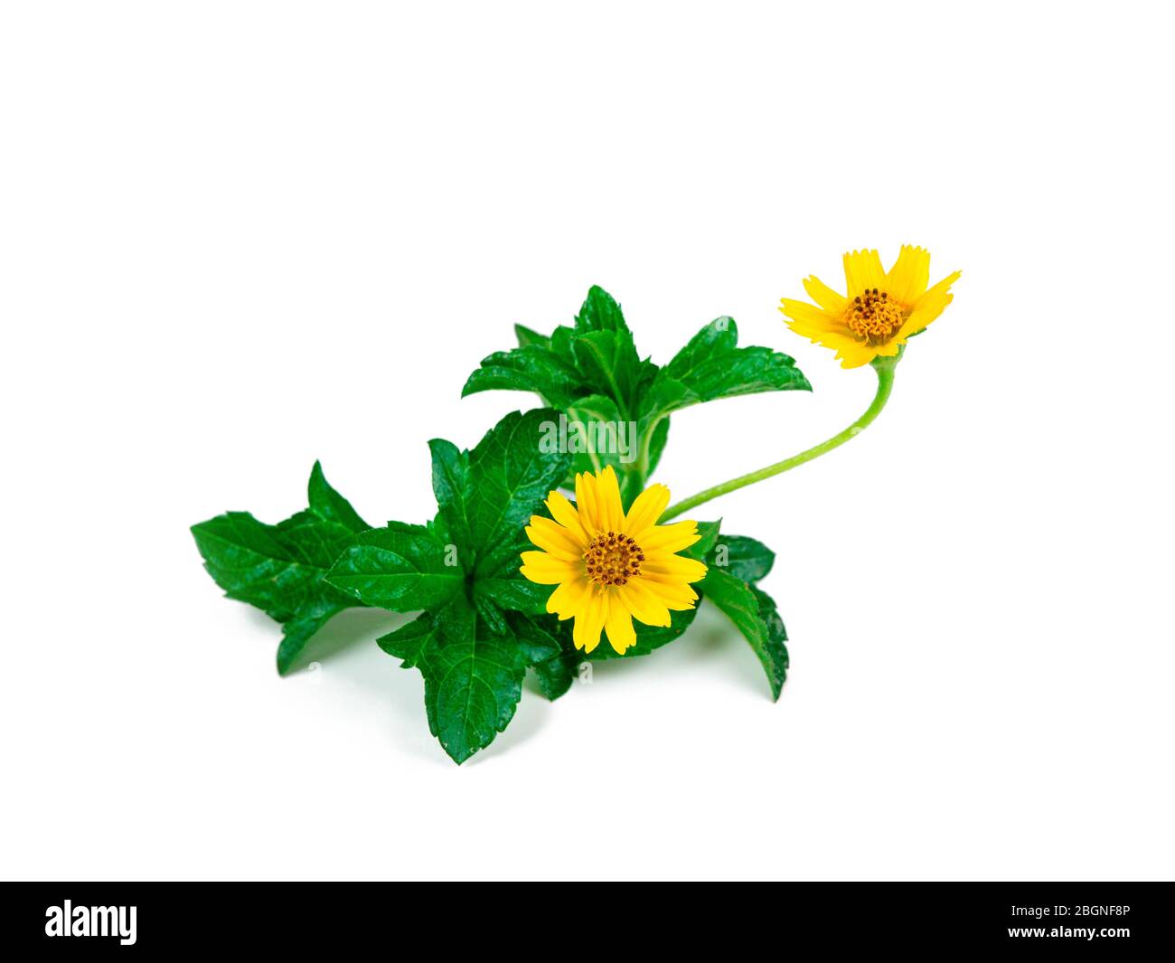 Wedelia Trilobata Png