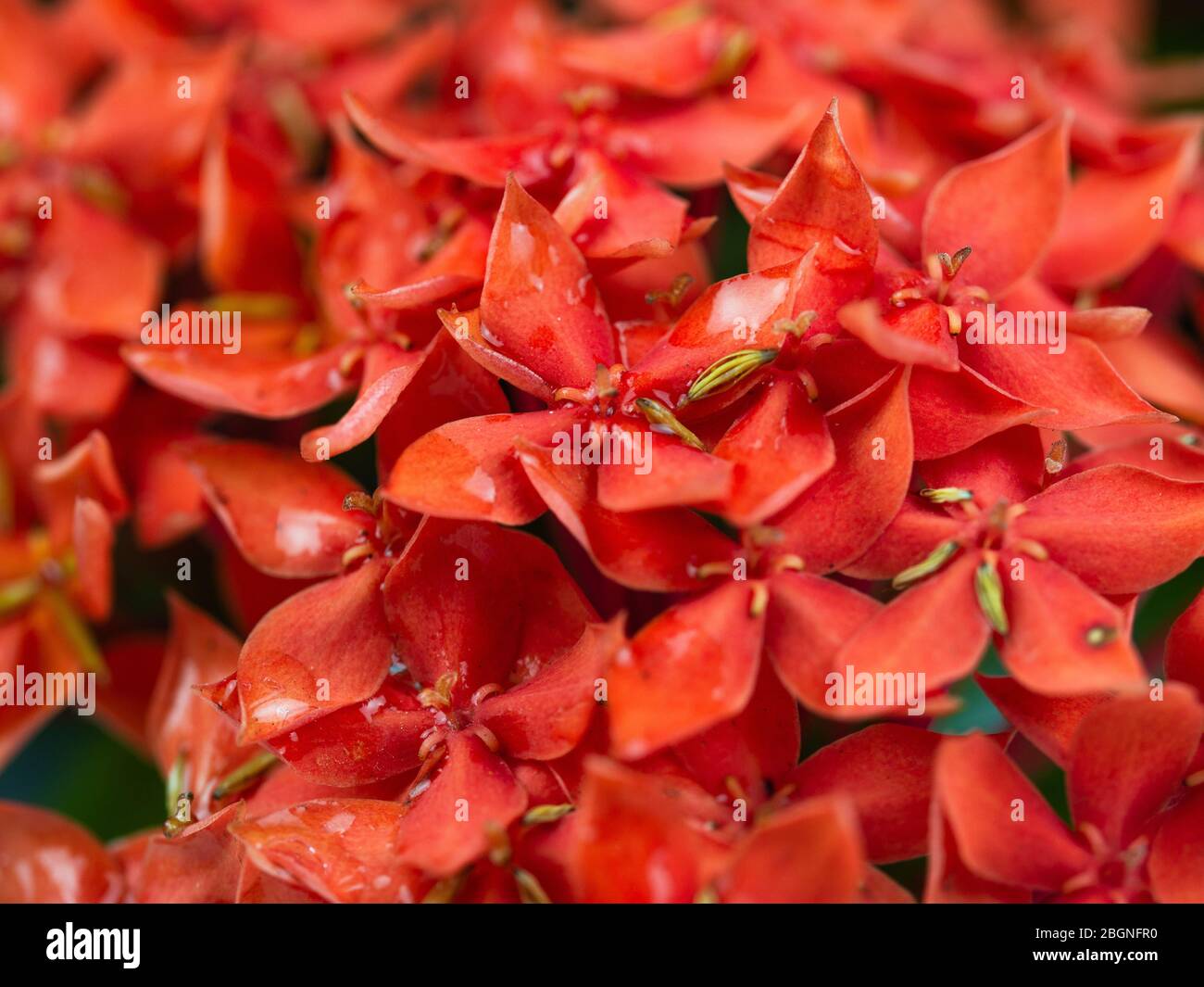 Rubiaceae flower isolate on white background. Ixora coccinea flower ...